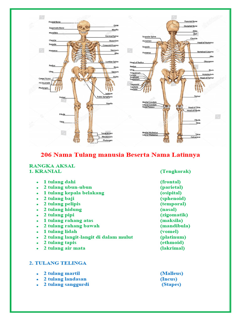 206 Nama Tulang Beserta Nama Latinnya | PDF