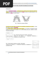 Tabla de Medidas para Dientes Permanentes | PDF | Anatomia dental | Diente