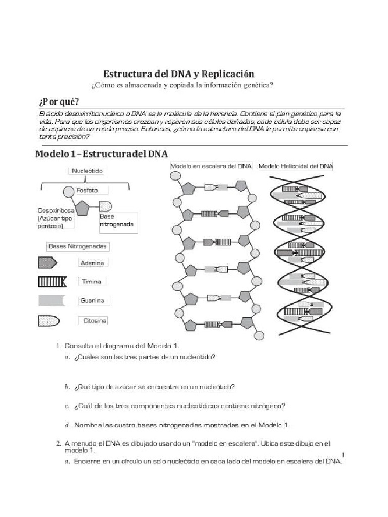 Actividad Estructura de Adn | PDF