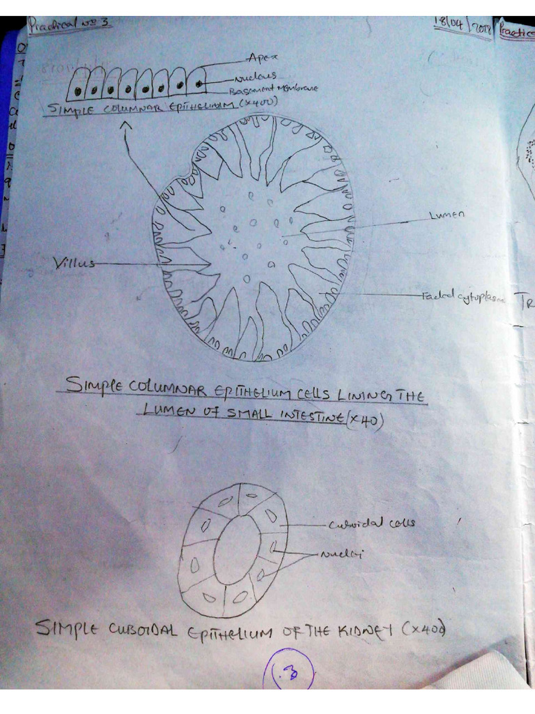 Histology Drawings - 1 | PDF