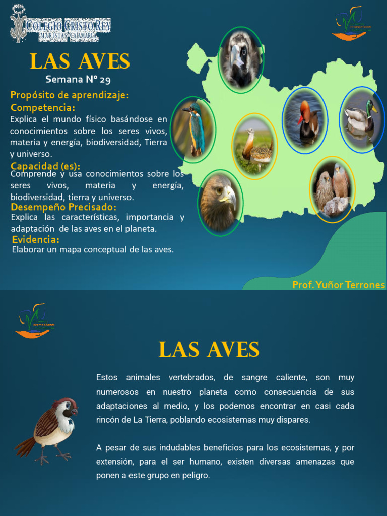 Semana N 29 - Las Aves | PDF | Aves | Dinosaurios