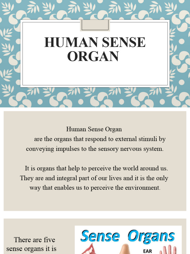 Sense Organ | PDF