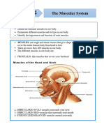 Answers - MuscularSystemWebquest | PDF | Muscle | Skeletal Muscle