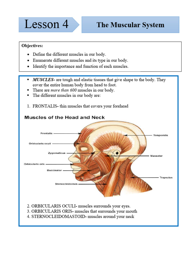 Lesson 4 - Science 6 Muscular System | PDF