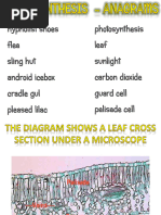 Adaptations of The Leaf For Photosynthesis and Gaseous Exchange | PDF ...