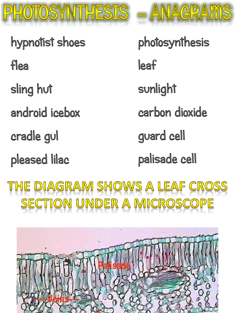 Leaf Structure Amc 1 | PDF | Leaf | Stoma