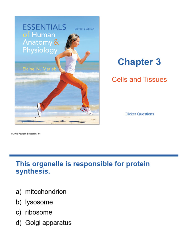 CH 03 Clicker | PDF | Epithelium | Connective Tissue