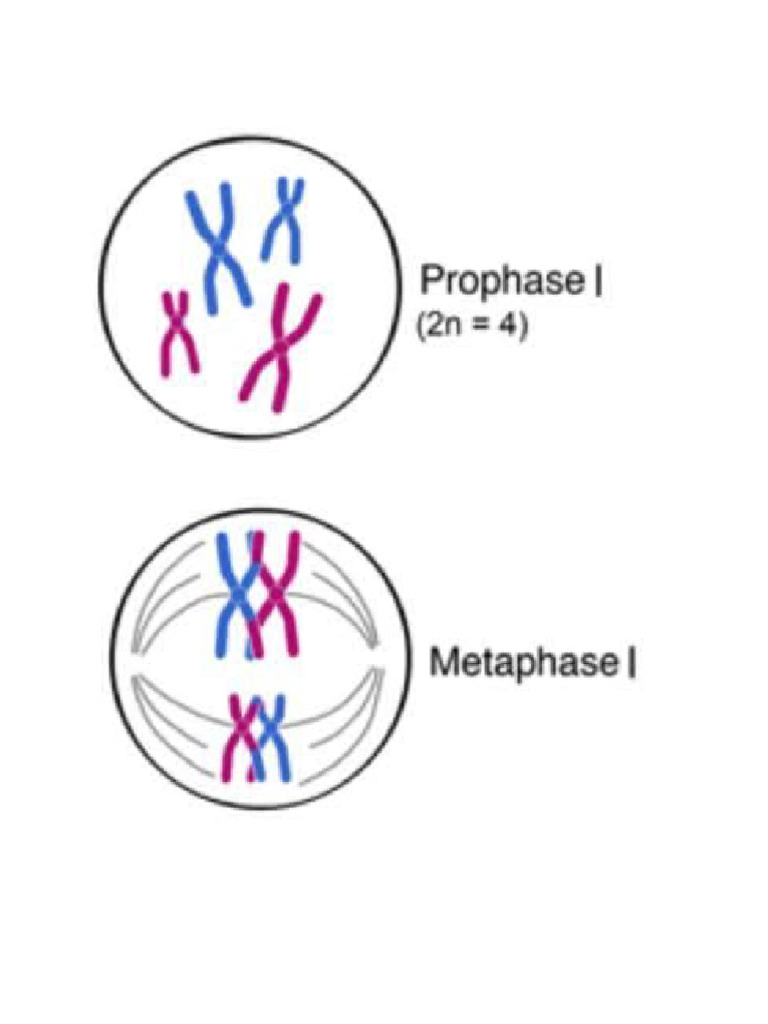 Meiosis