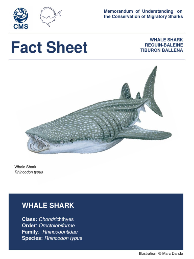 Whale Shark | PDF