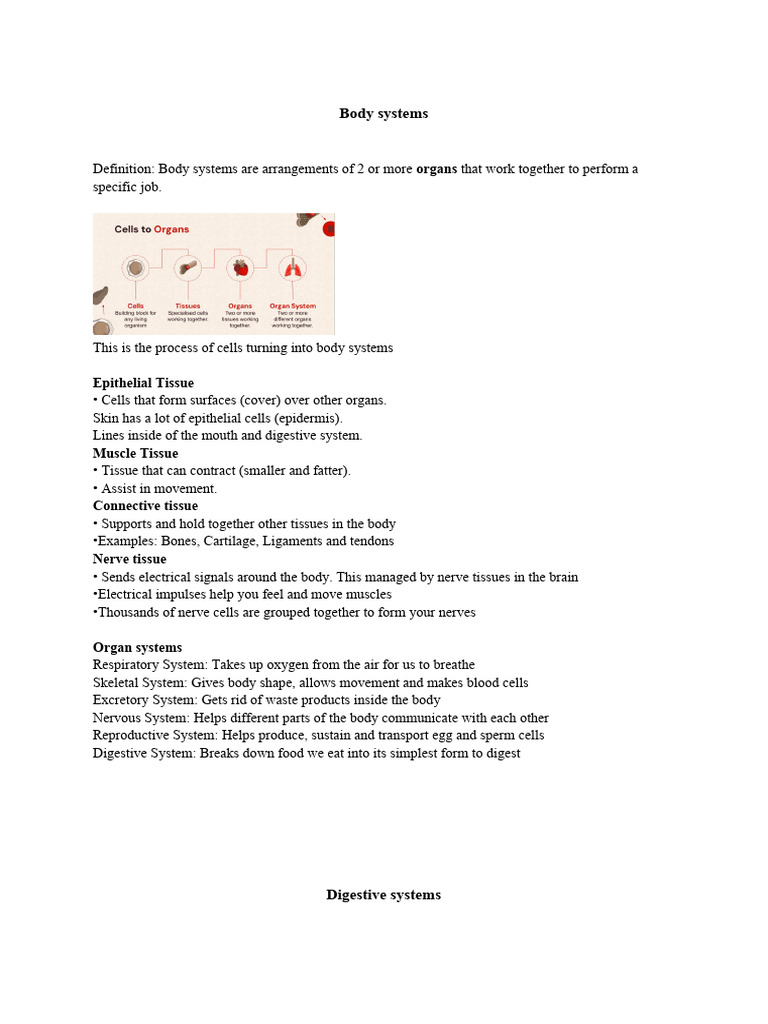 Body Systems Revision | PDF | Heart | Human Body
