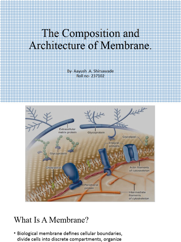 The Composition and Architecture of Membrane | PDF | Lipid Bilayer ...