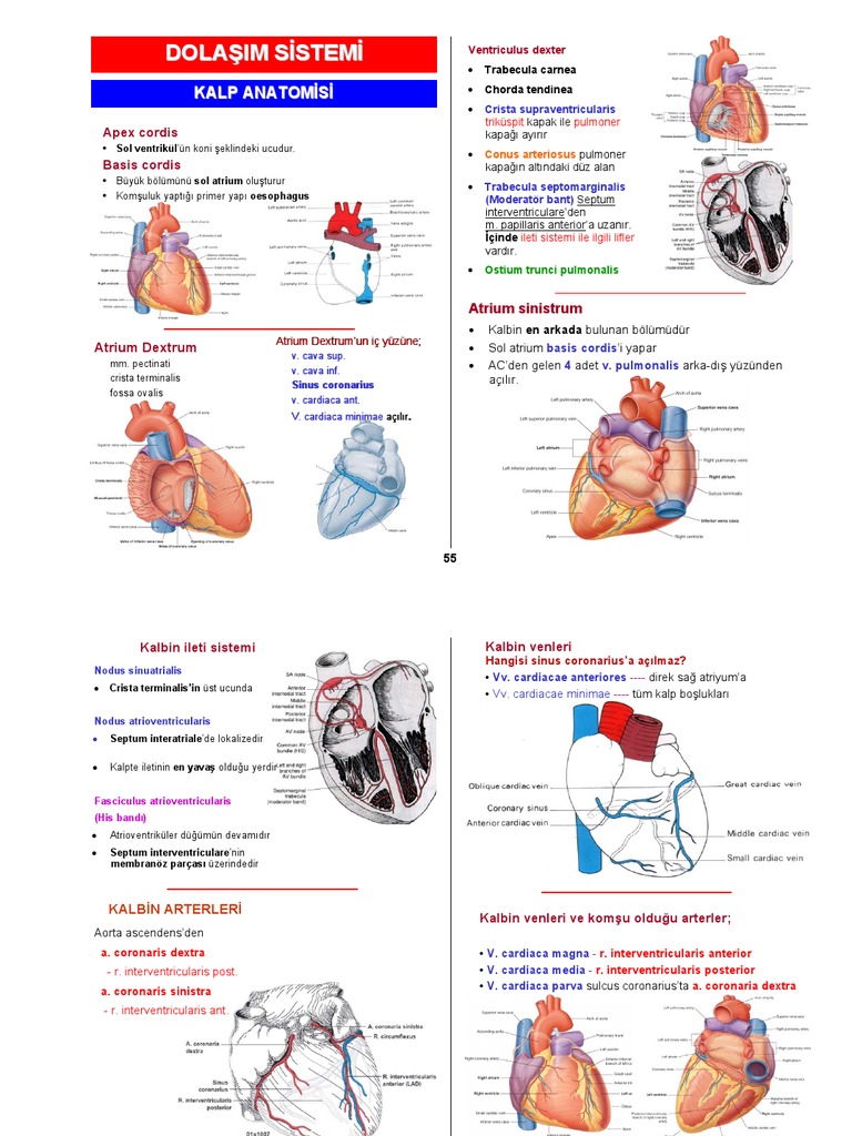 Atlas of Anatomy Heart (Turkish) | PDF