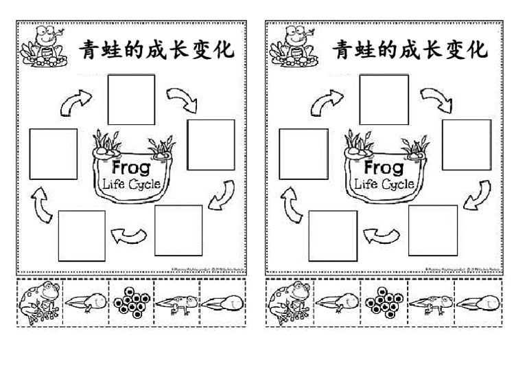 Frog Life Cycle | PDF
