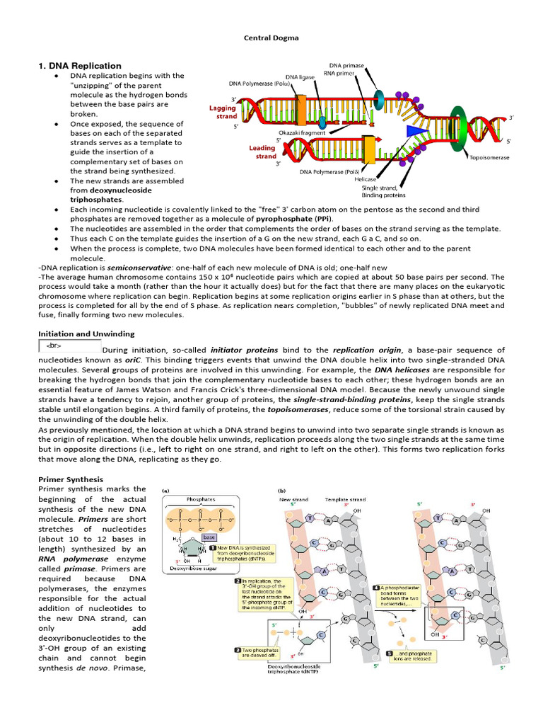 Central Dogma Handout | PDF