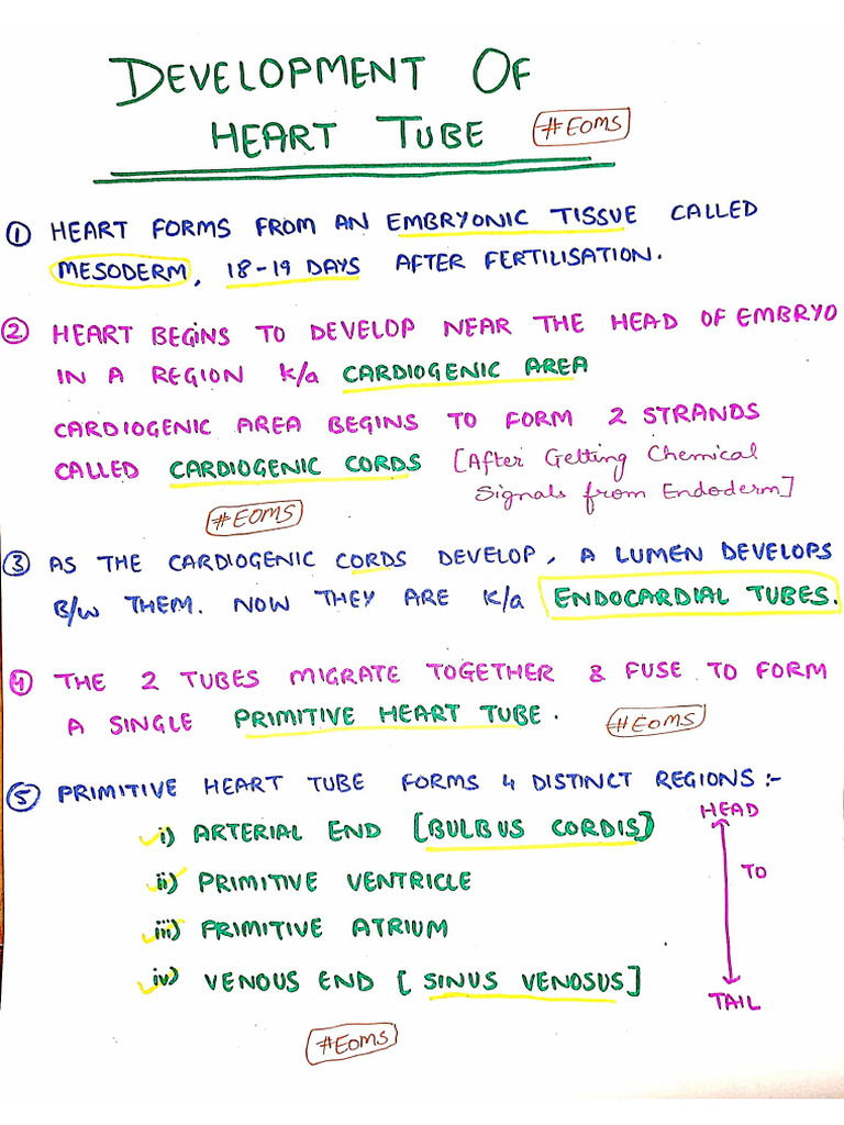Development of Heart Tube | PDF