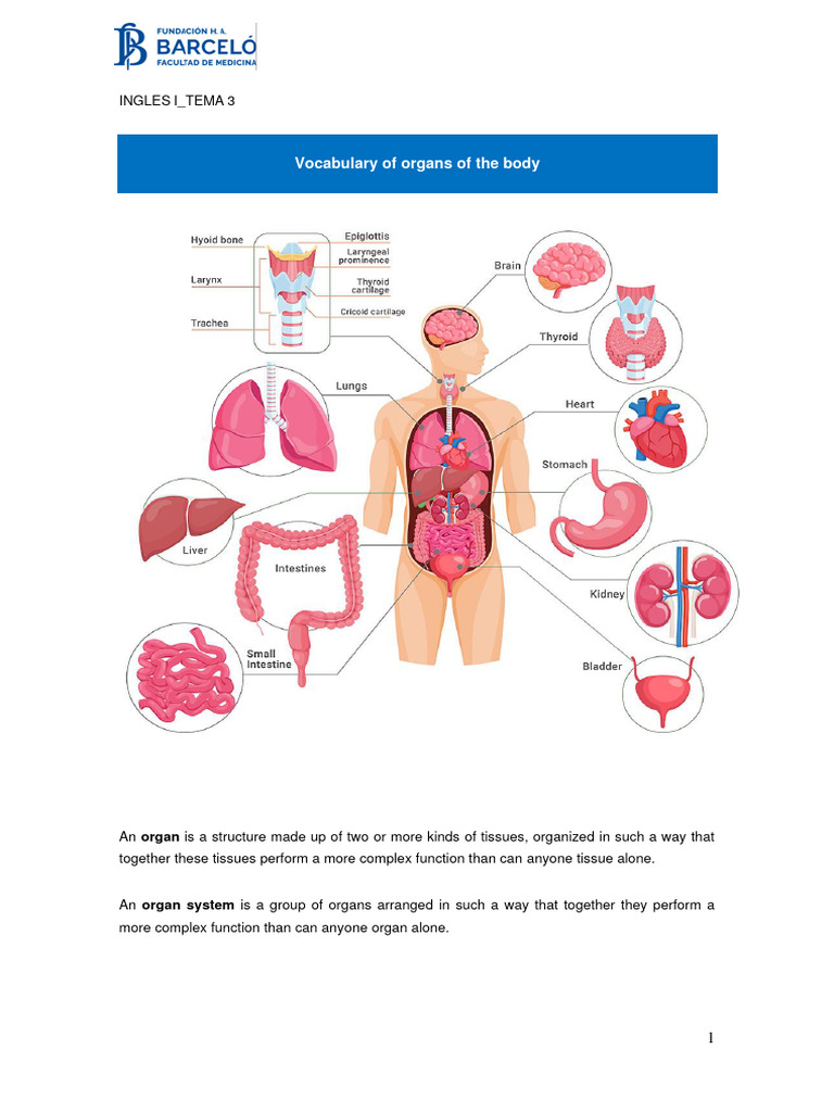 Ud1_tema 3_VOCABULARY Organ Systems of the Body | PDF | Human Body ...