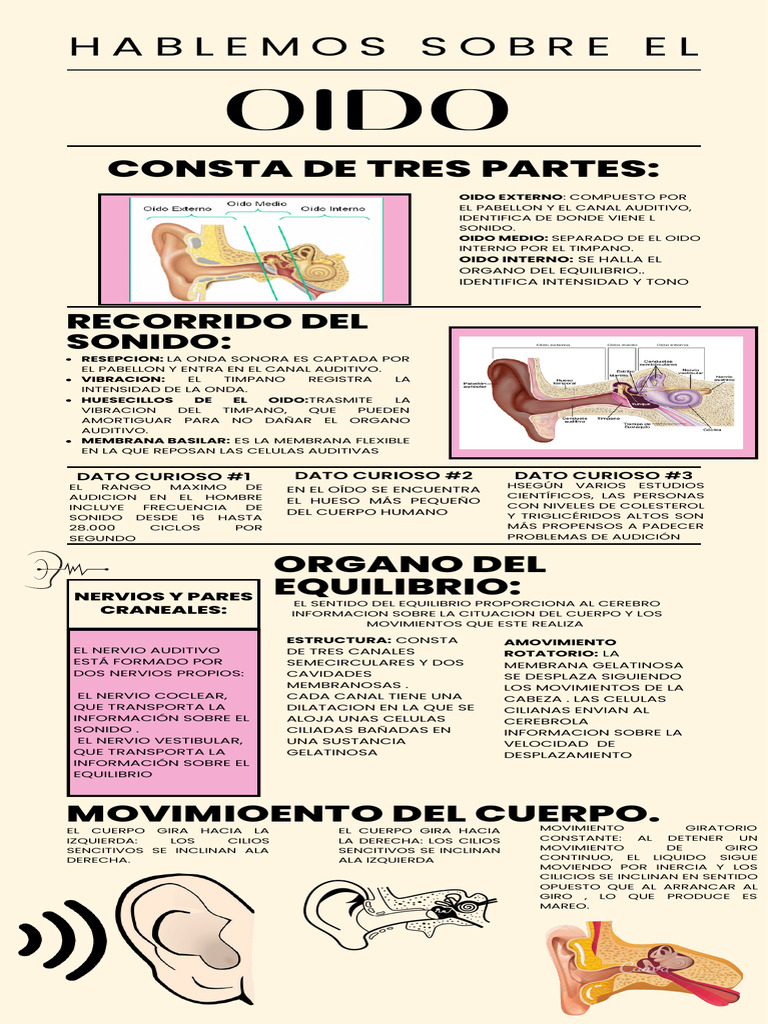 Infografia Del Oído | PDF | Oído | Escuchando