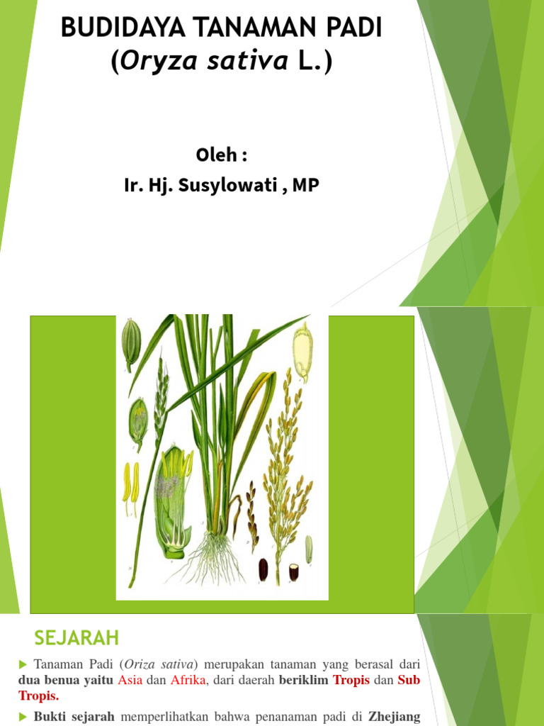 Budidaya Tanaman Padi | PDF