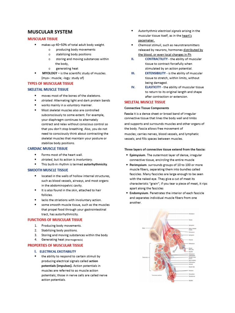 Muscular System | PDF