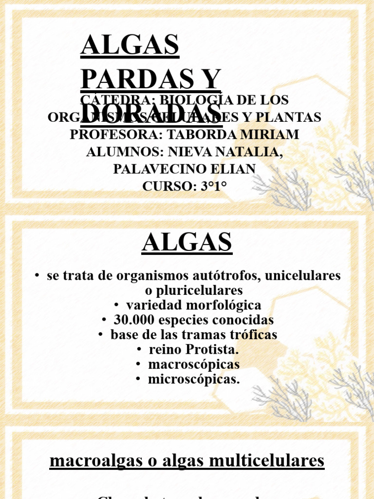 Power Algas Pardas y Doradas Final | PDF | Algas | Organismos
