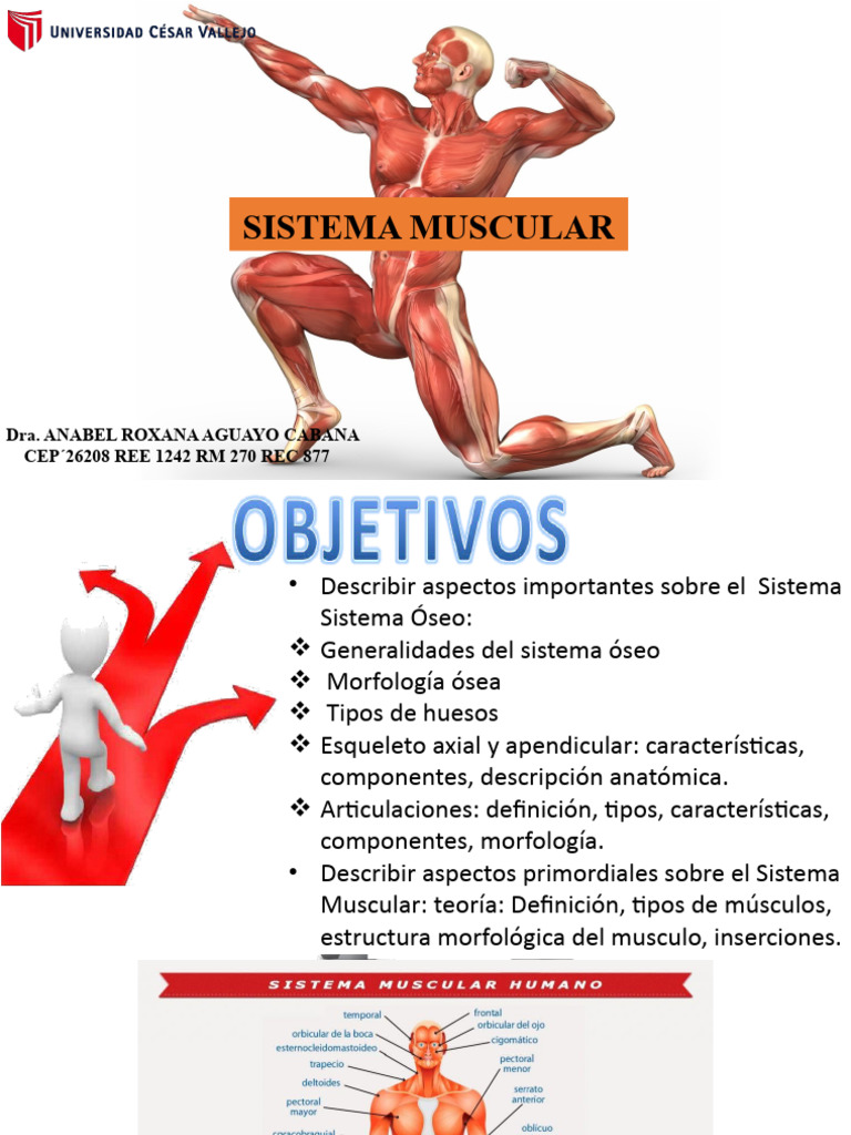 5 - Musculos | PDF | Músculo esquelético | Esqueleto
