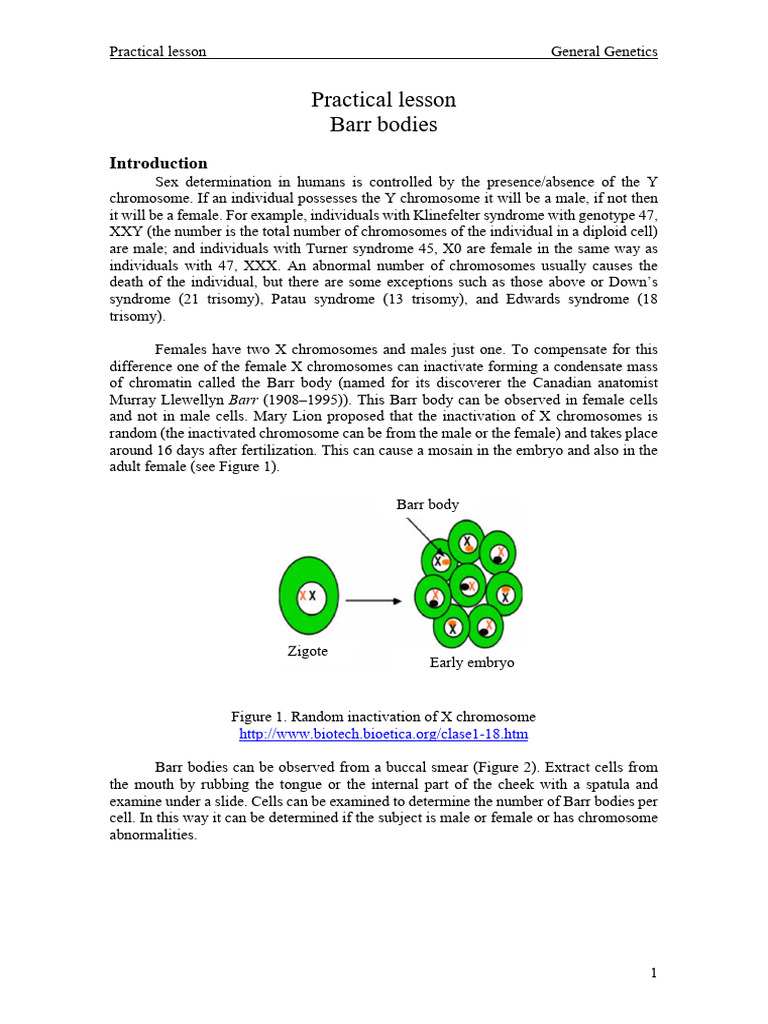 Barr Bodies: Practical Observation Guide | PDF | Chromosome | Cell Nucleus