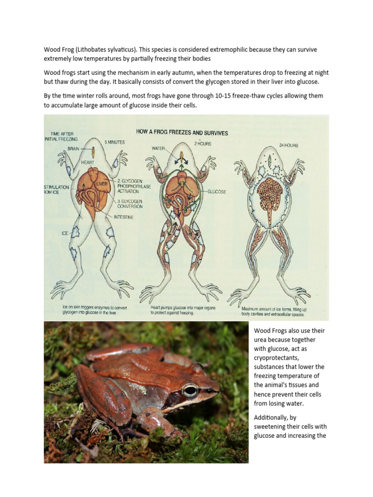Wood Frog Freeze Tolerance Mechanisms | PDF