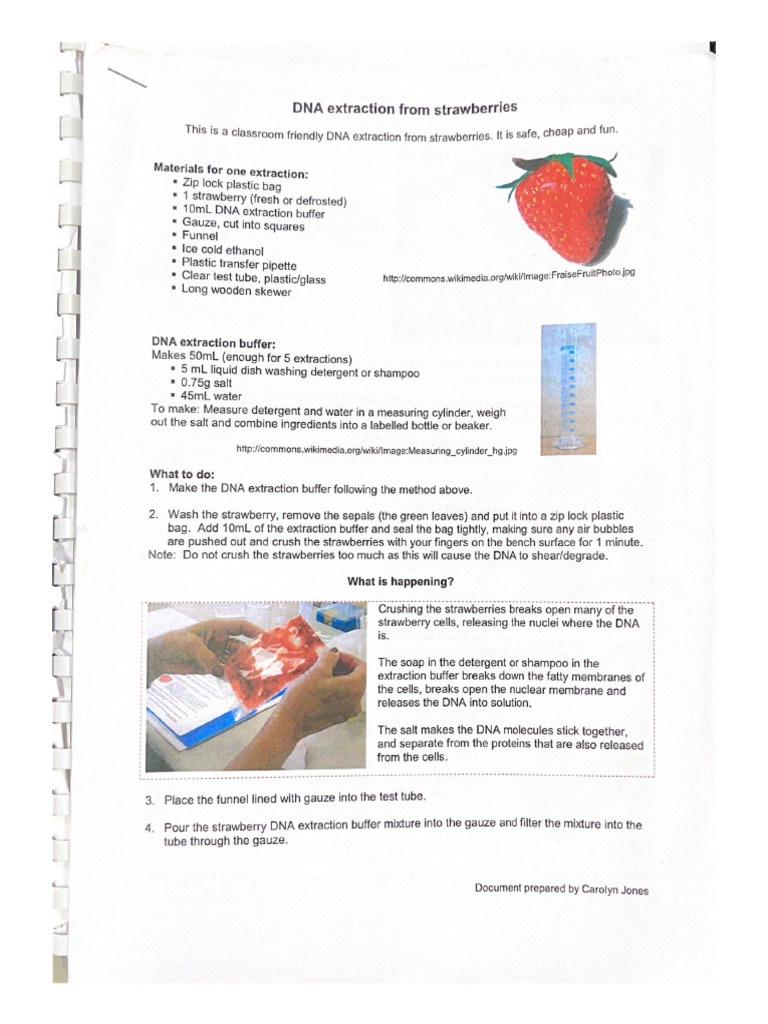 DNA Extraction From Strawberries | PDF