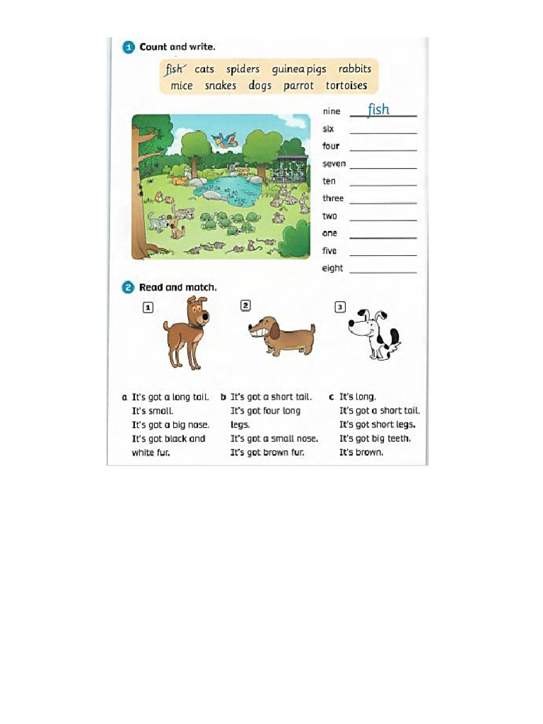 Homework Animals | PDF