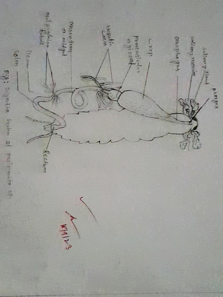 Digestive System of Cockroach | PDF