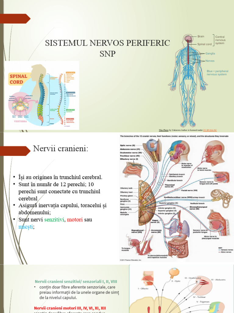 Sistemul Nervos Periferic SNP: This Photo by Unknown Author Is Licensed ...