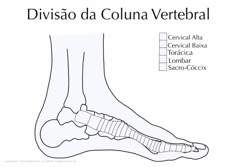 Mapa Divisao Da Coluna Vertebral | PDF