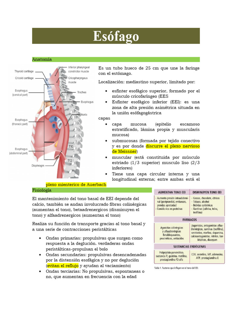 Esófago | PDF