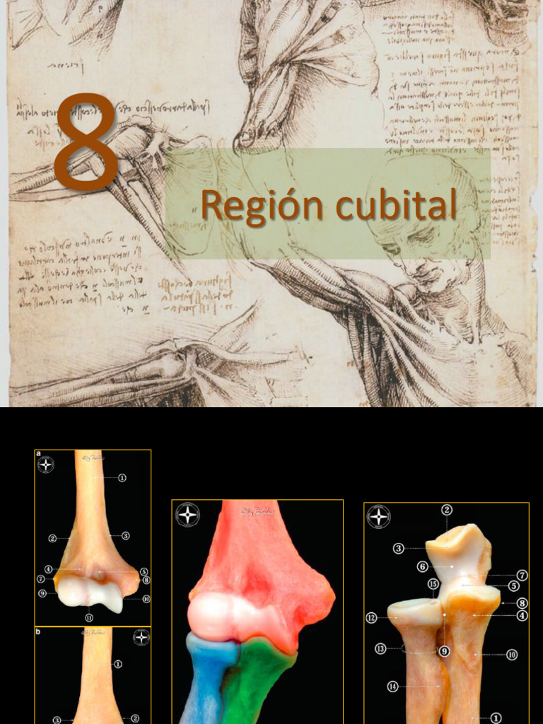 Región Ulnar (Fosa Cubital) | PDF