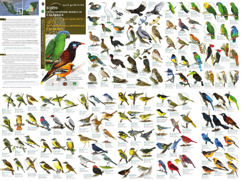 2016 Guia Aves RB Calakmul | PDF