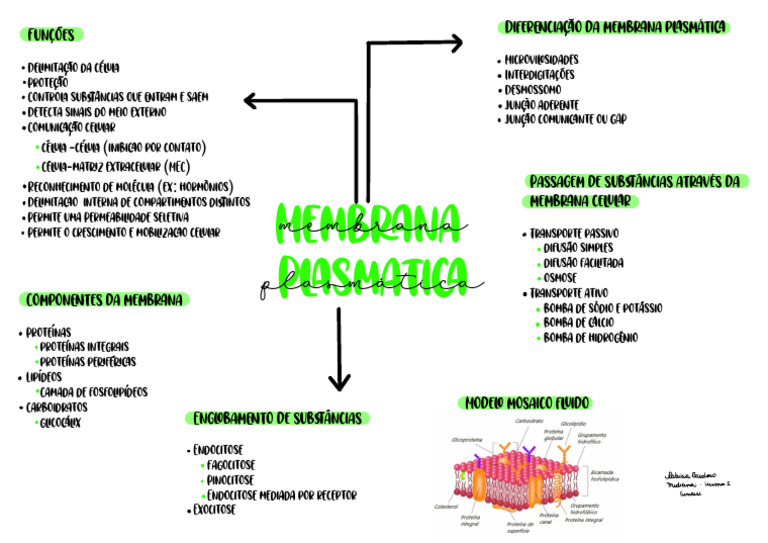 Membrana Plasmática - Mapa Mental | PDF | Membrana celular | Biologia Molecular