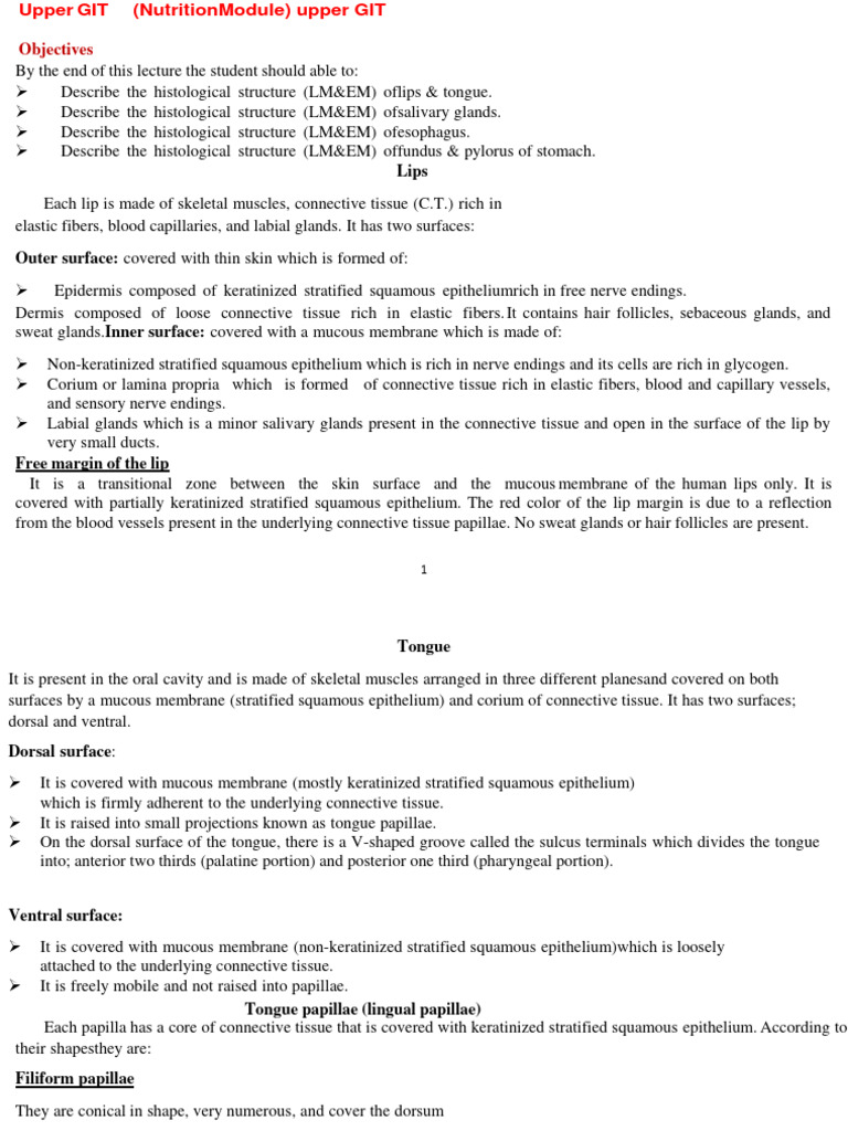 Upper Git Final | PDF | Stomach | Tongue