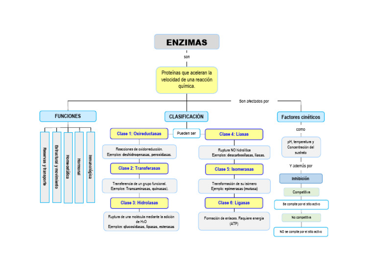 Mapa Conceptual 5 Enzimas | PDF
