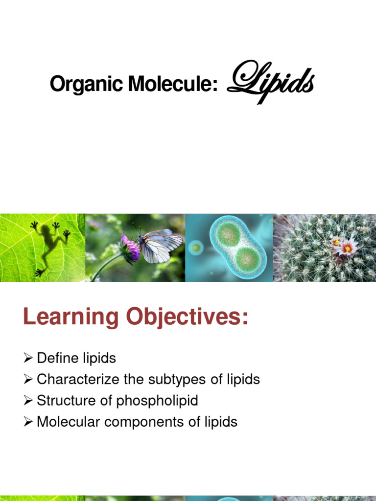 7 Lipids | PDF | Lipid | Fatty Acid
