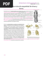 Anatomía y Fisiología de la Mama | PDF | Lactancia | Pecho