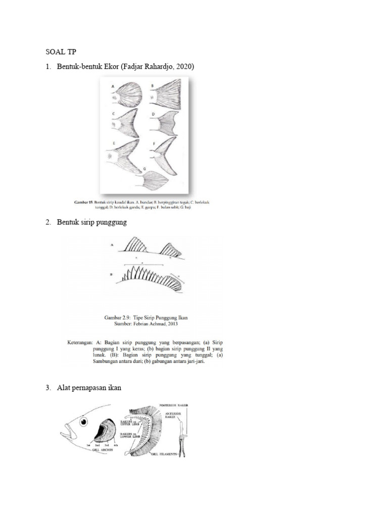 Fungsi dan Bentuk Linea Lateralis Ikan | PDF | Sains & Matematika