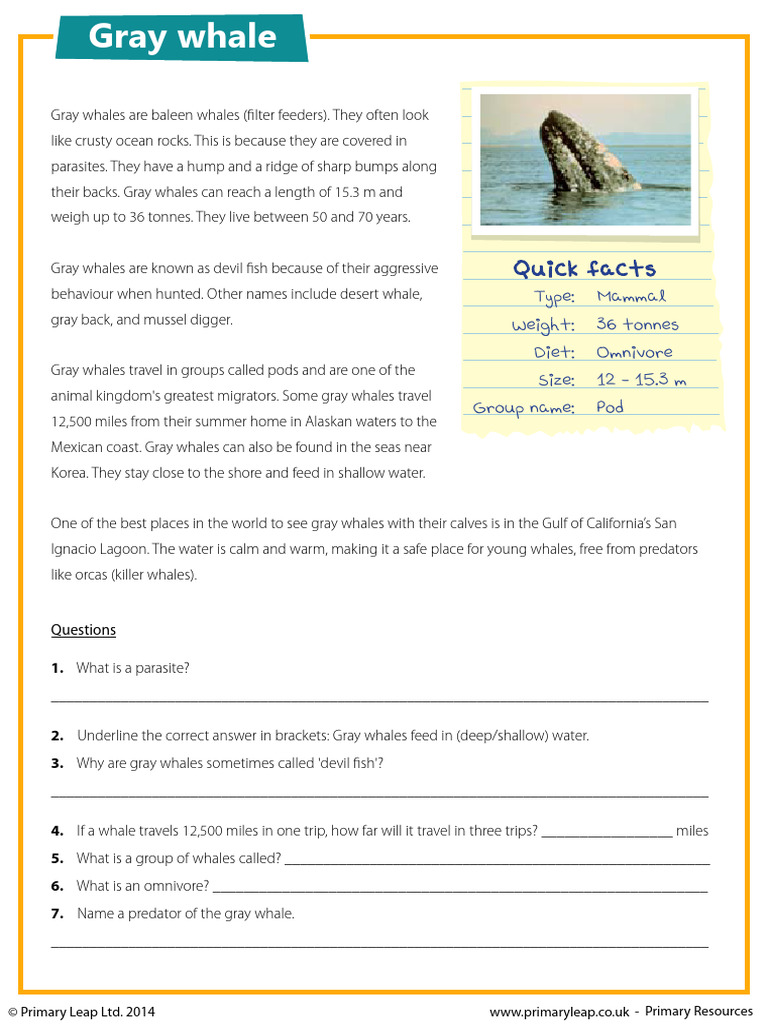 Whales | PDF | Whales | Cetacea