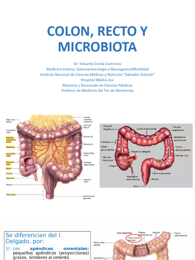 Colon, Recto y Microbiota Tec | PDF