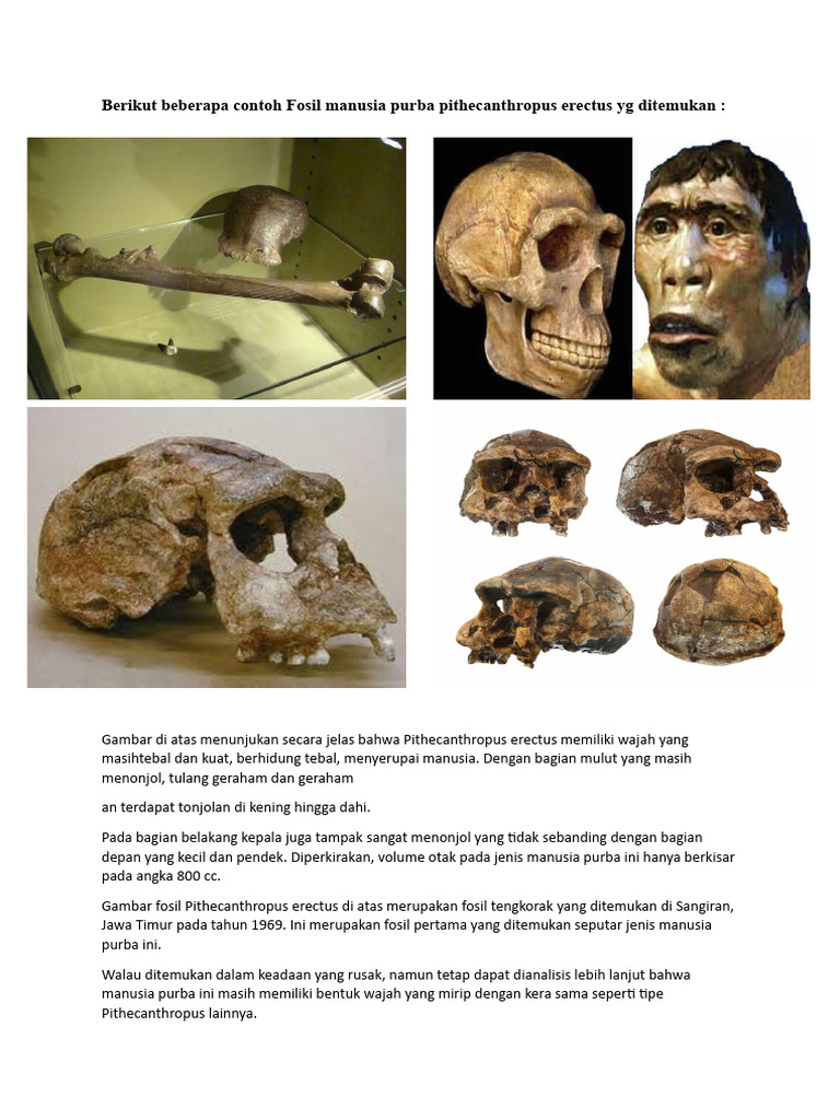 Contoh Pithecanthropus | PDF