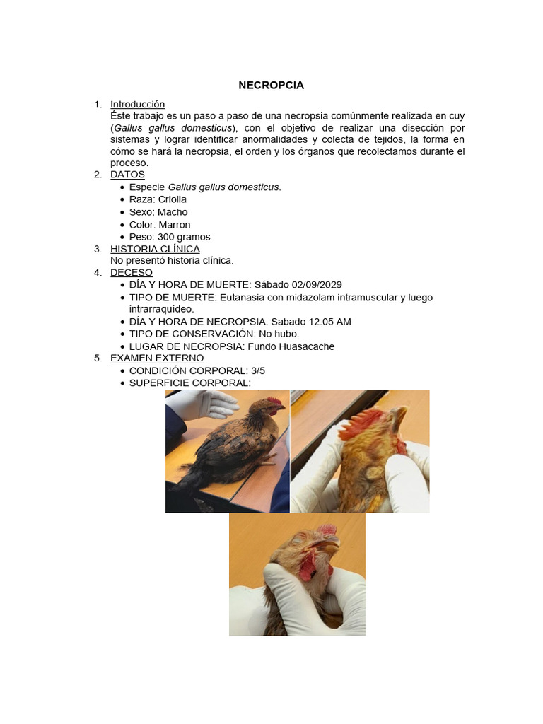 Necropsia de Cuy: Procedimiento y Hallazgos | PDF