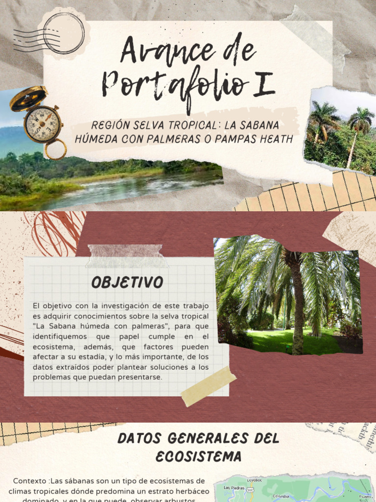 Ecosistema de la Sabana Húmeda con Palmeras | PDF | Ecosistema | Selva