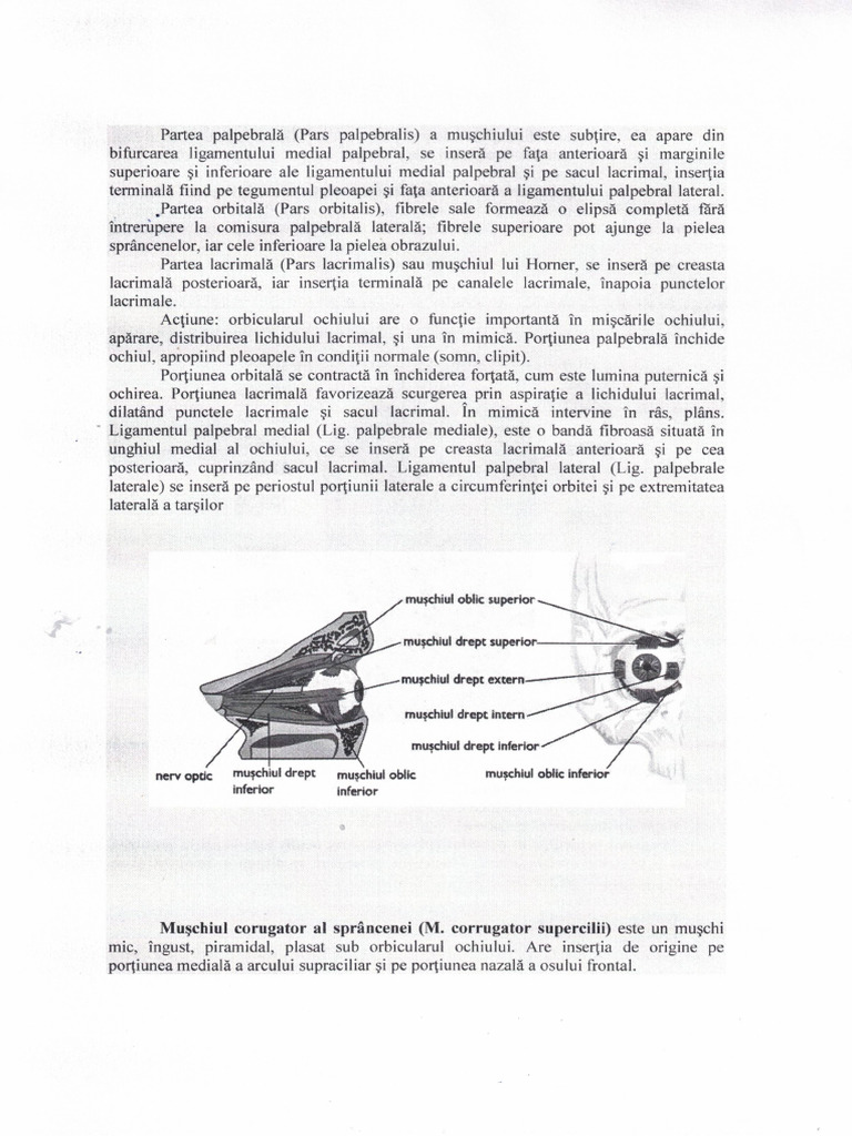 Muschii Ochilor | PDF