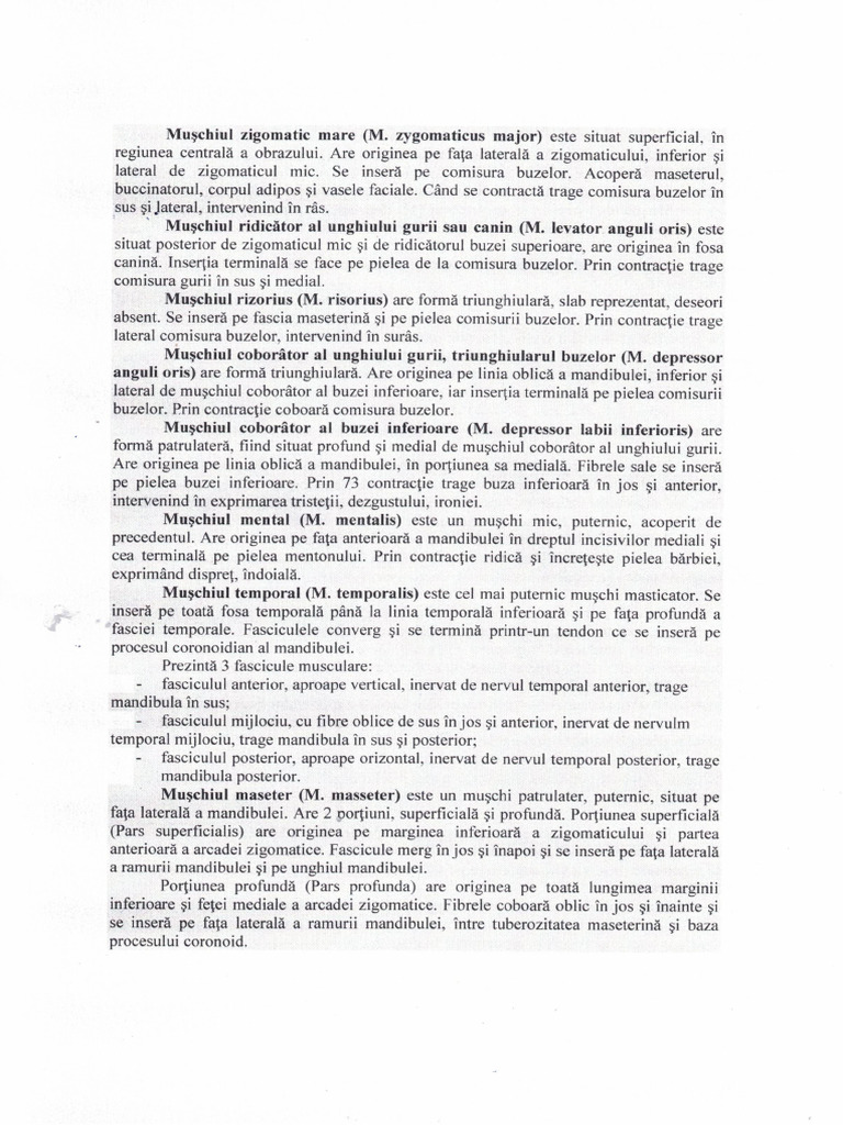 Muschiul Temporal | PDF