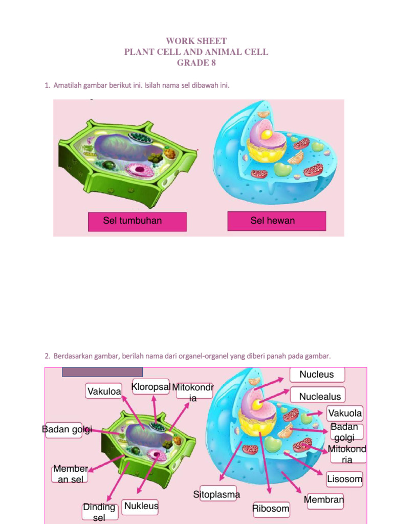 Work Sheet Plant Cell and Animal Cell | PDF