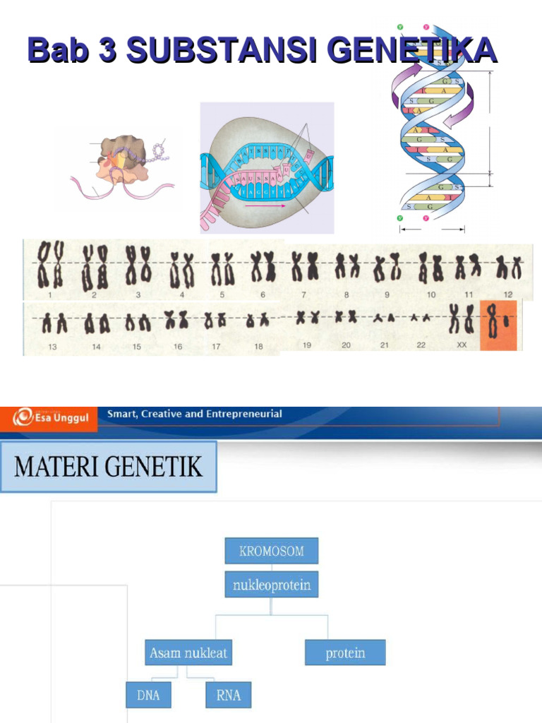 Bab 3 Substansi Genetika | PDF